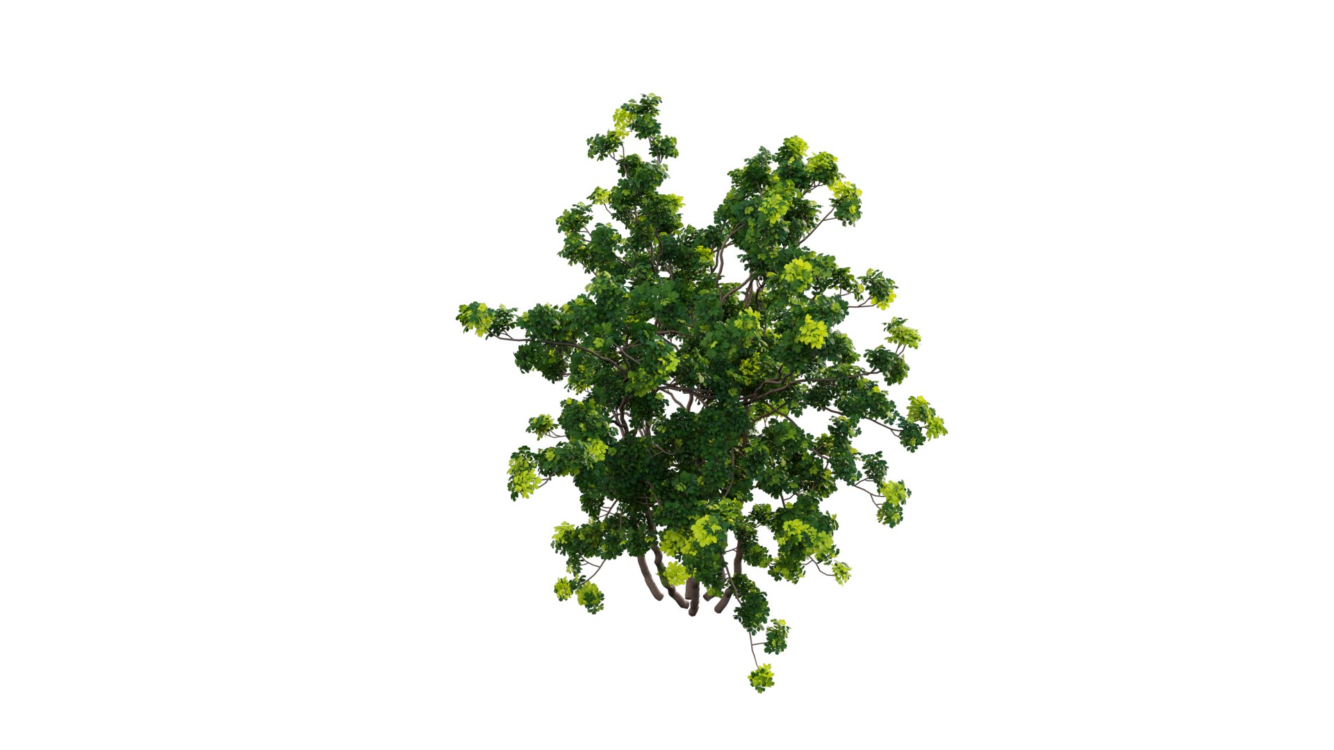 Aglaia duperreana 02 3D model - TurboSquid 1780189