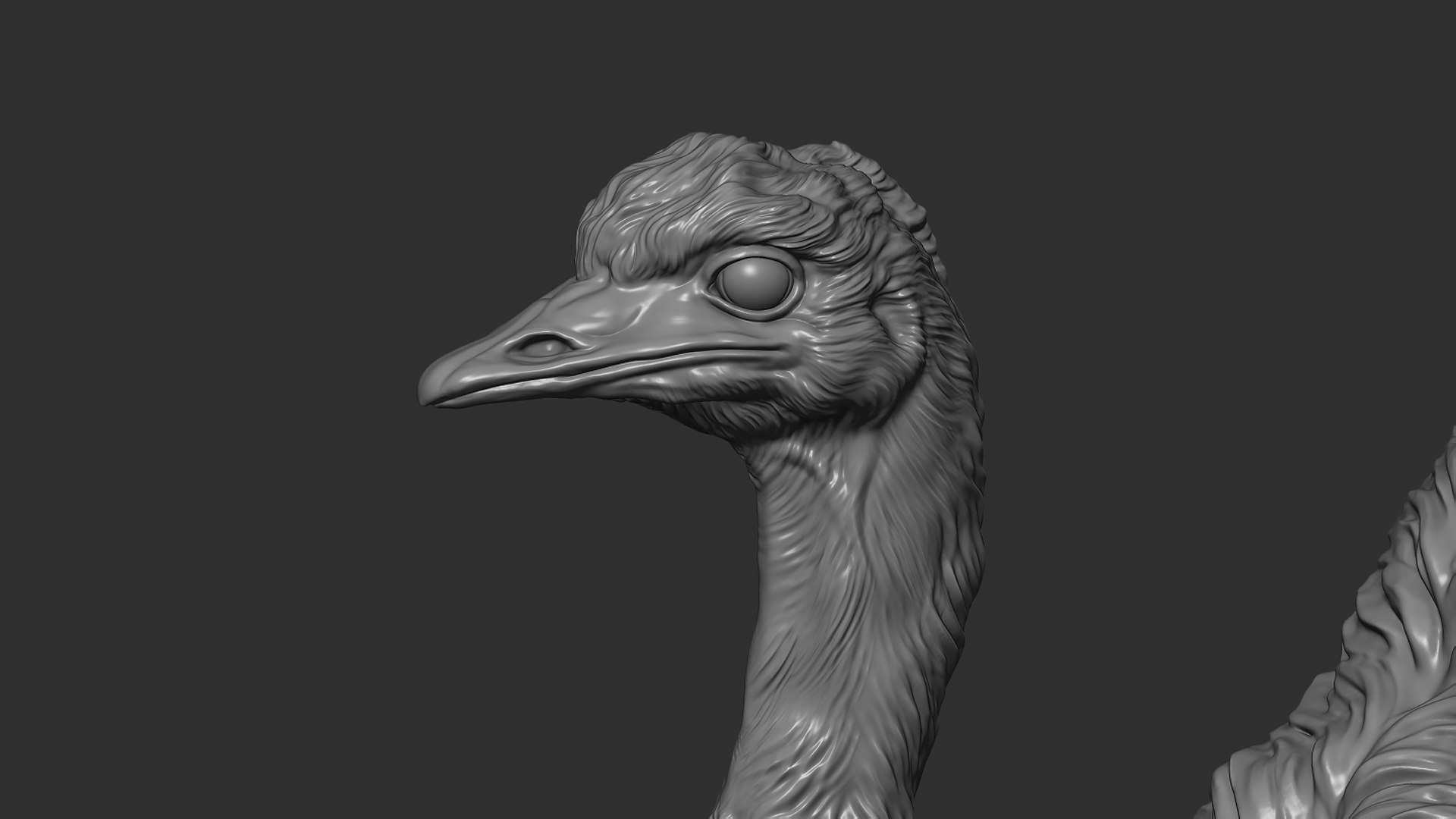 Emu Ostrich Bust 3D Model - TurboSquid 2102909