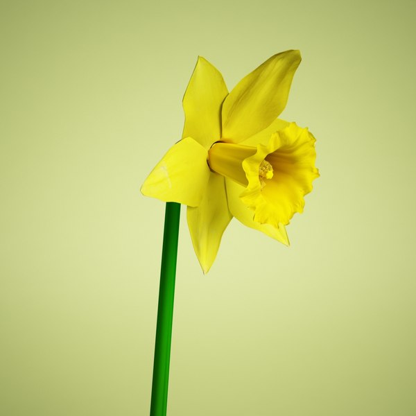 3d model daffodil