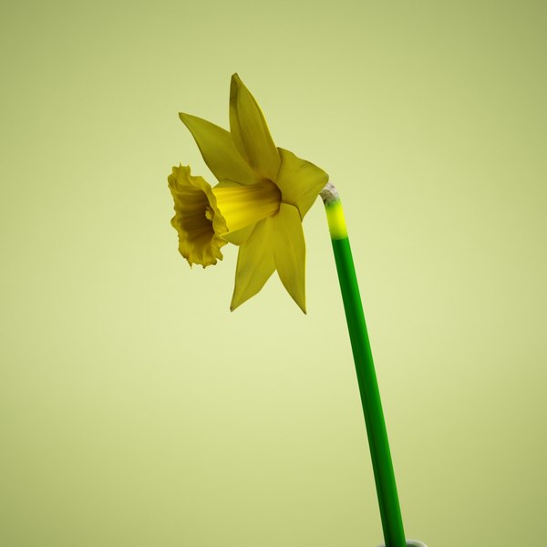 3d model daffodil