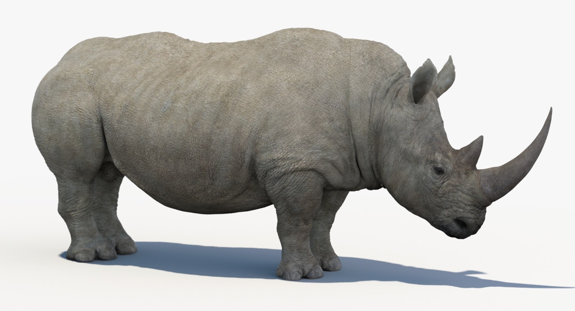 White Rhinoceros 3D Model - TurboSquid 1161939