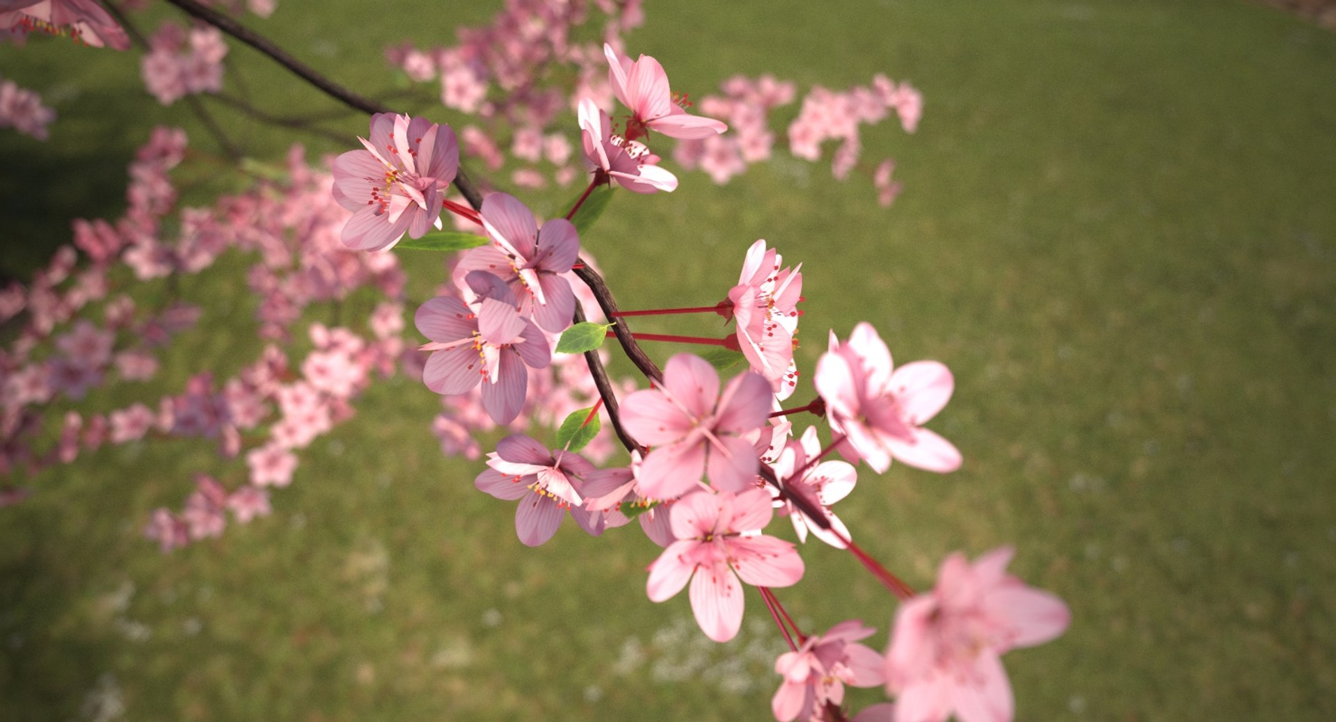3d Japanese Sakura Tree Bark
