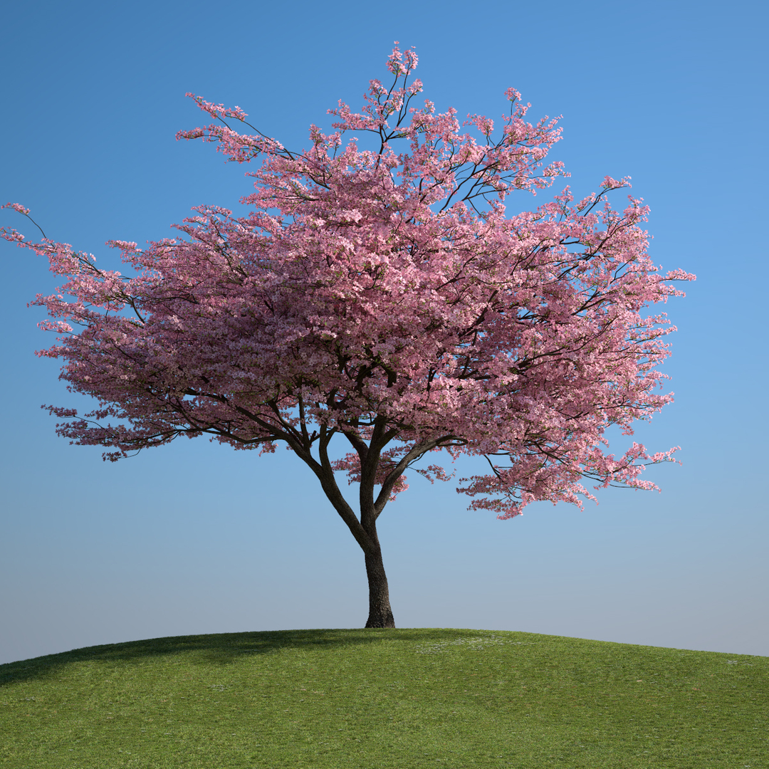 3d Japanese Sakura Tree Bark