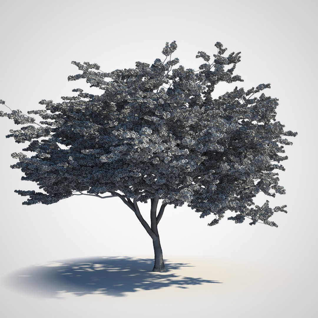 3d Japanese Sakura Tree Bark