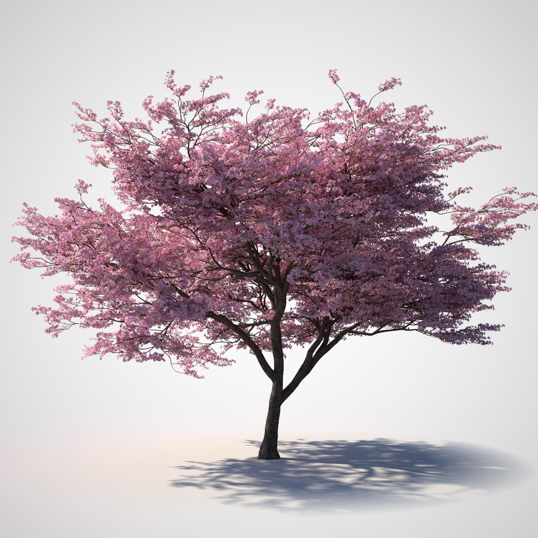 3d Japanese Sakura Tree Bark