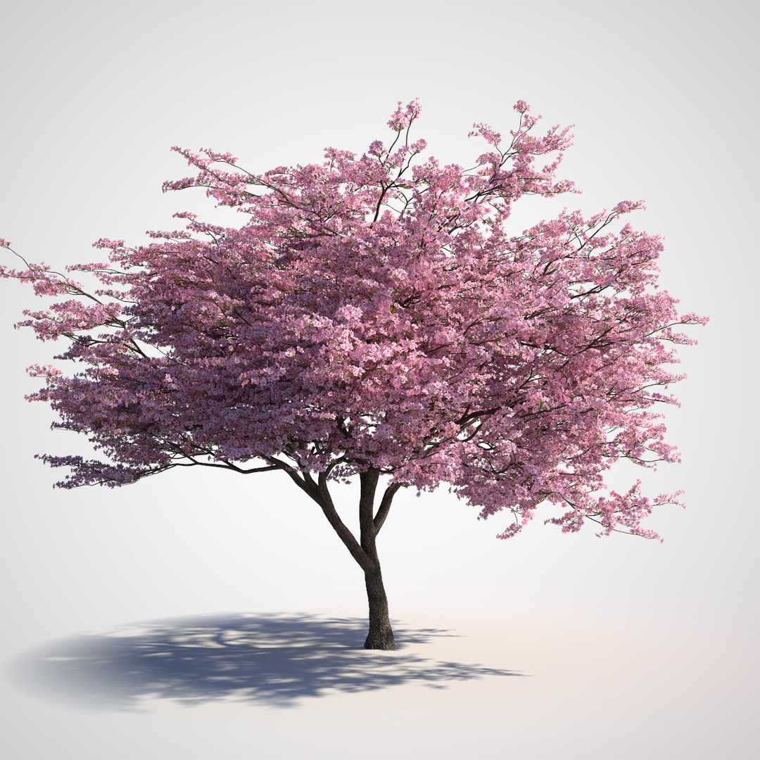 3d Japanese Sakura Tree Bark