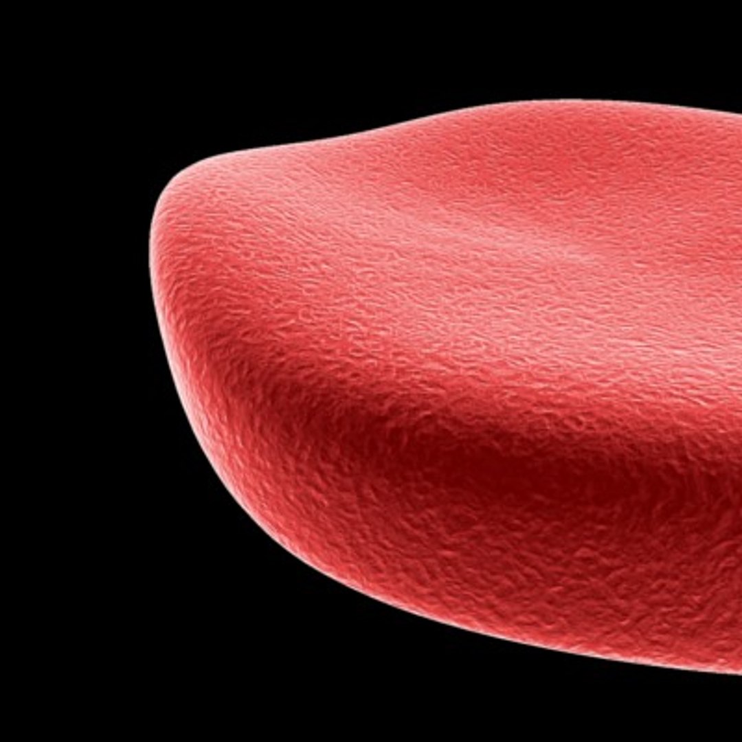 3d Model Of Red Blood Cell