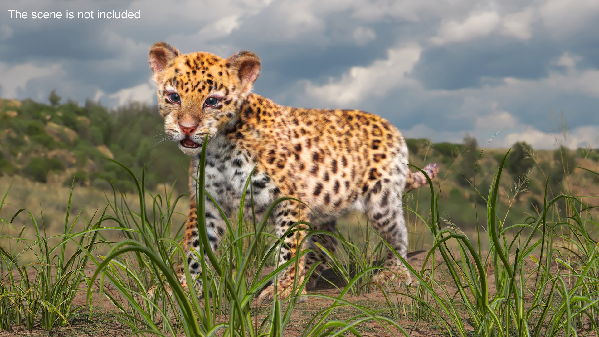 Baby Leopard Cub Fur 3D Model - TurboSquid 2340153