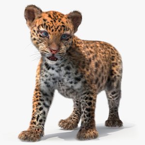 3D Leopard Models - Browse & Download Formats - TurboSquid
