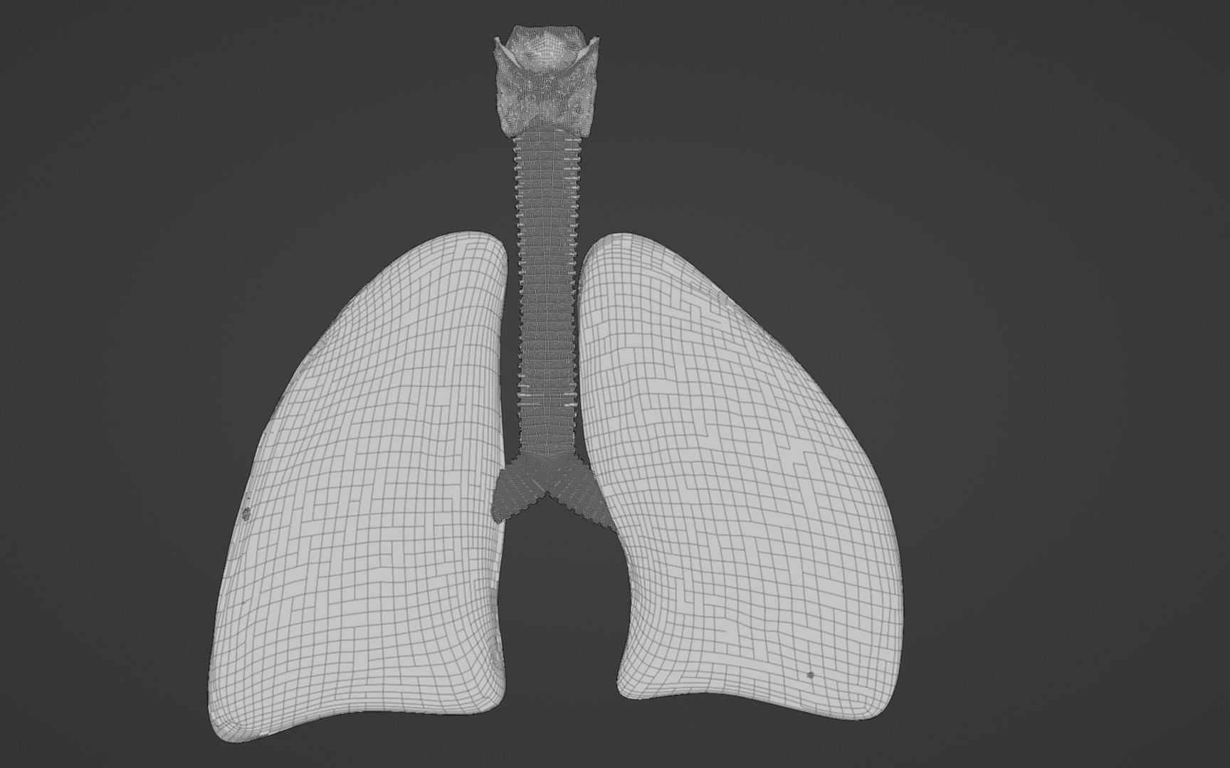 Lungs 3D Model - TurboSquid 2080530
