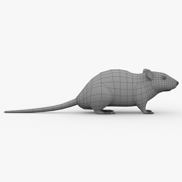 3D rat basemesh - TurboSquid 2007156