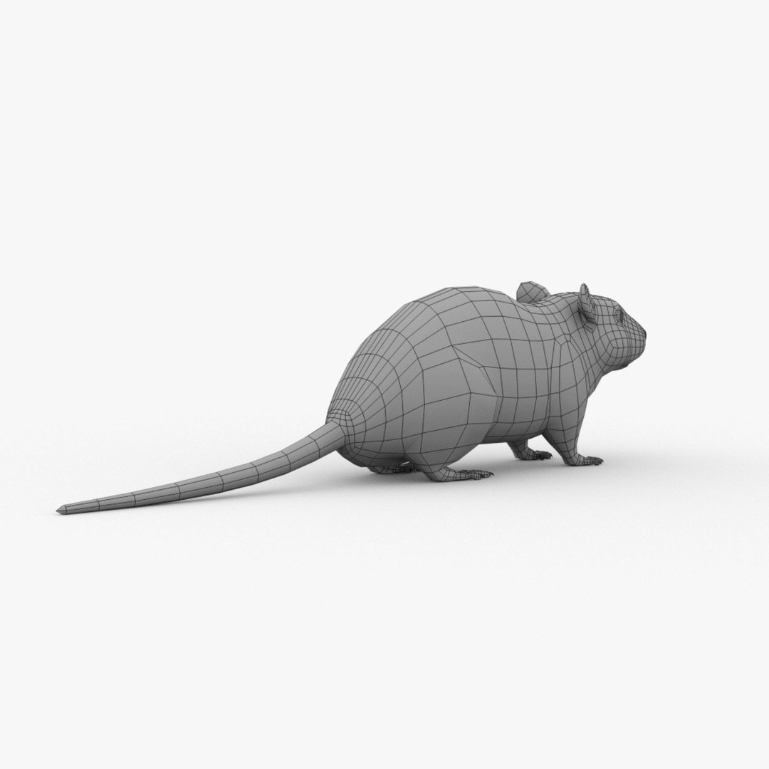 3D rat basemesh - TurboSquid 2007156
