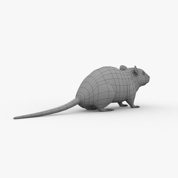 3D rat basemesh - TurboSquid 2007156