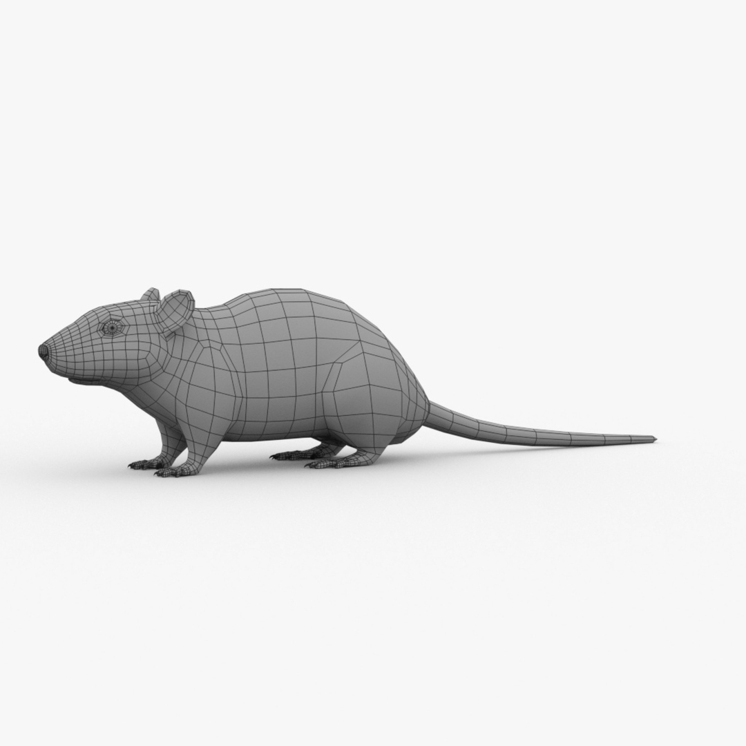 3D rat basemesh - TurboSquid 2007156