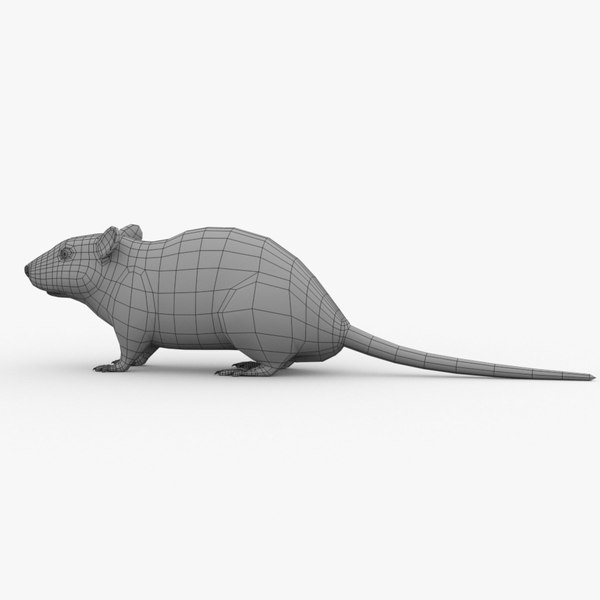 3D rat basemesh - TurboSquid 2007156