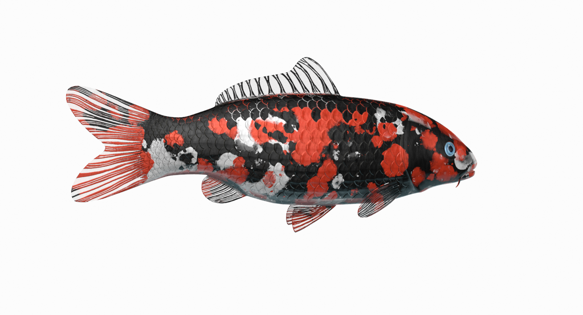Koi Fish 3D Model - TurboSquid 1248022
