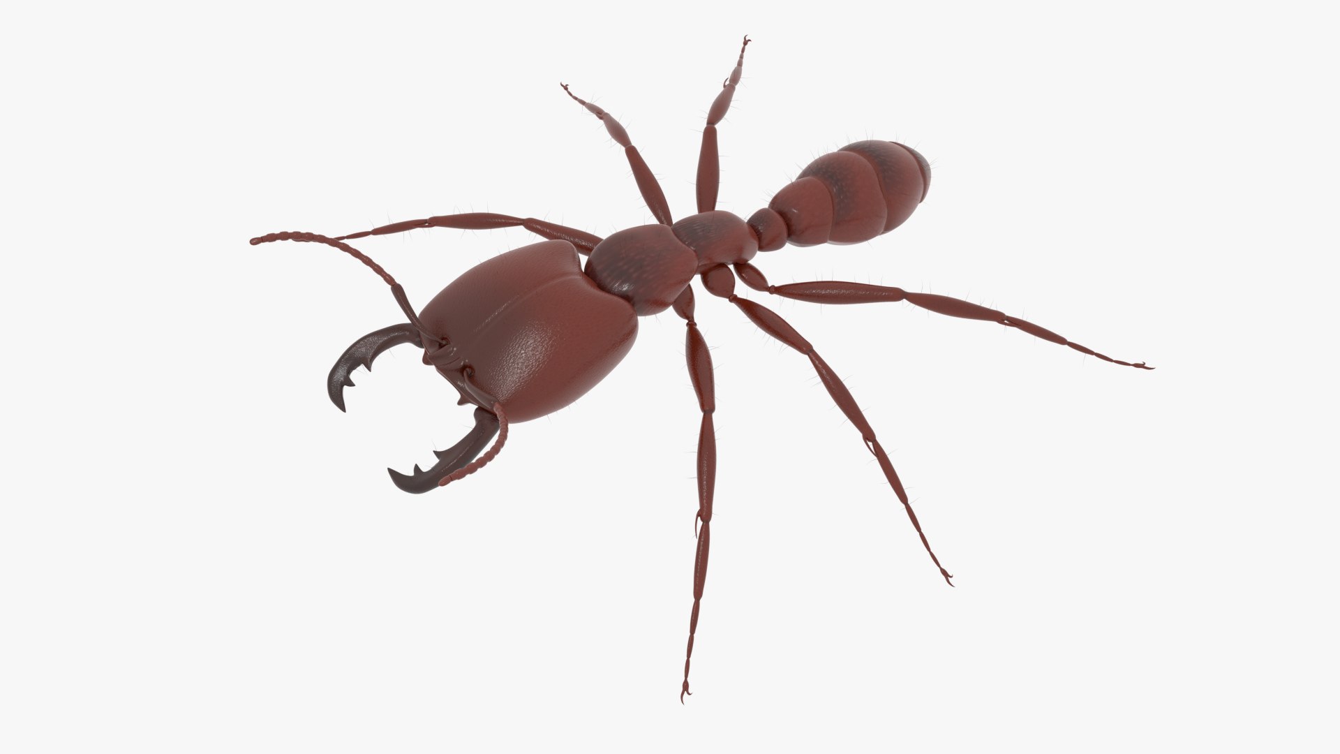 African Driver Ant Major 3D Model - TurboSquid 1836225