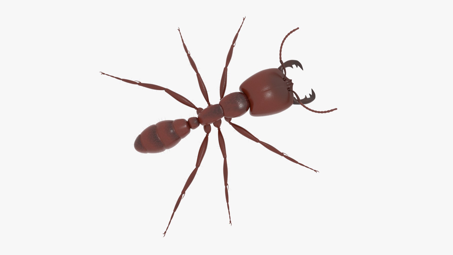 African Driver Ant Major 3D Model - TurboSquid 1836225