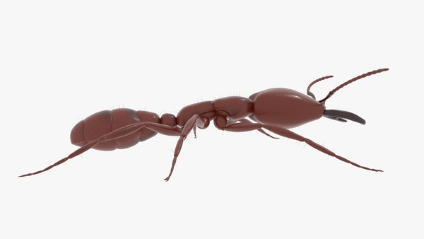 African Driver ant Major 3D model - TurboSquid 1836225