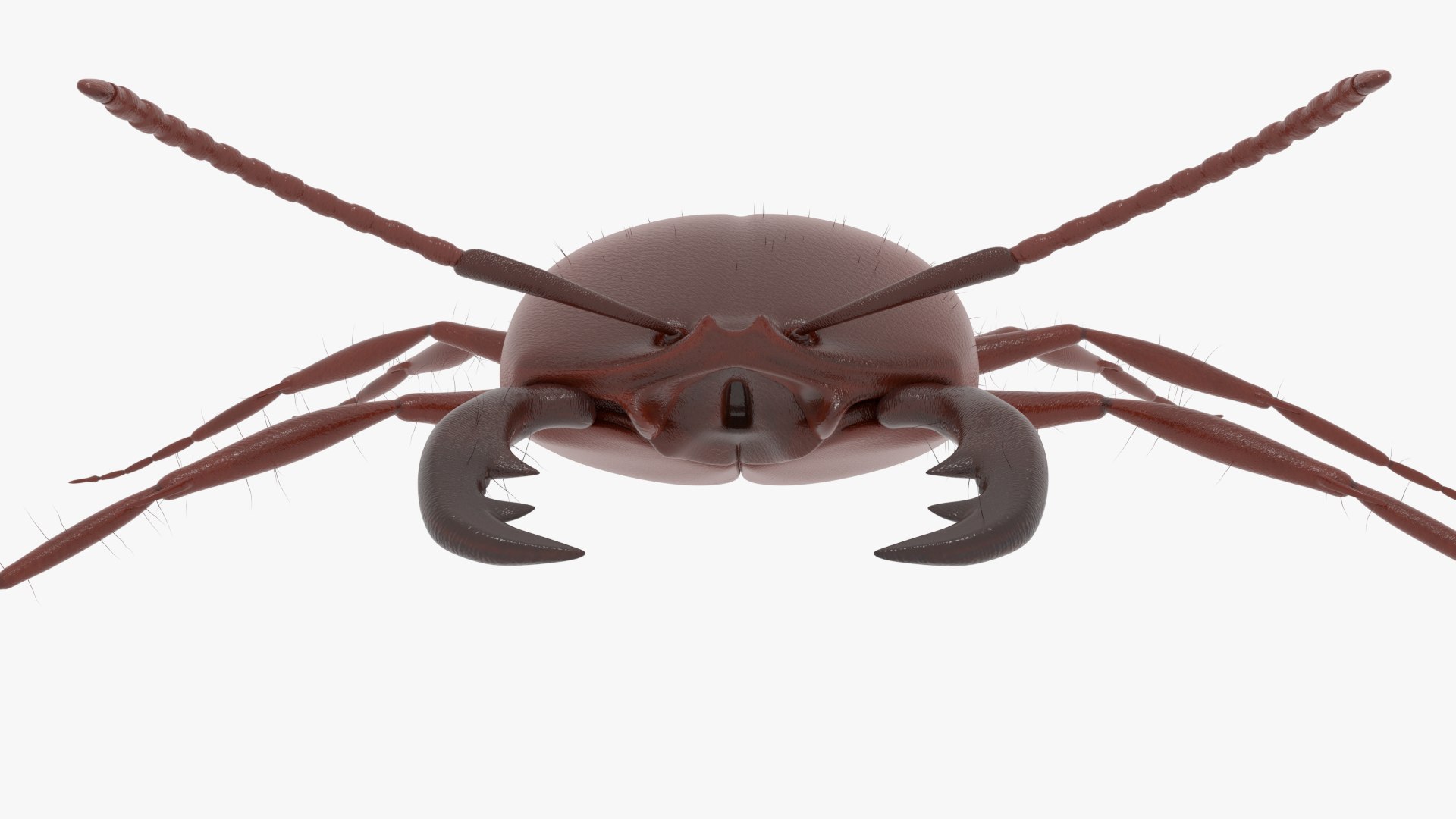 African Driver Ant Major 3D Model - TurboSquid 1836225