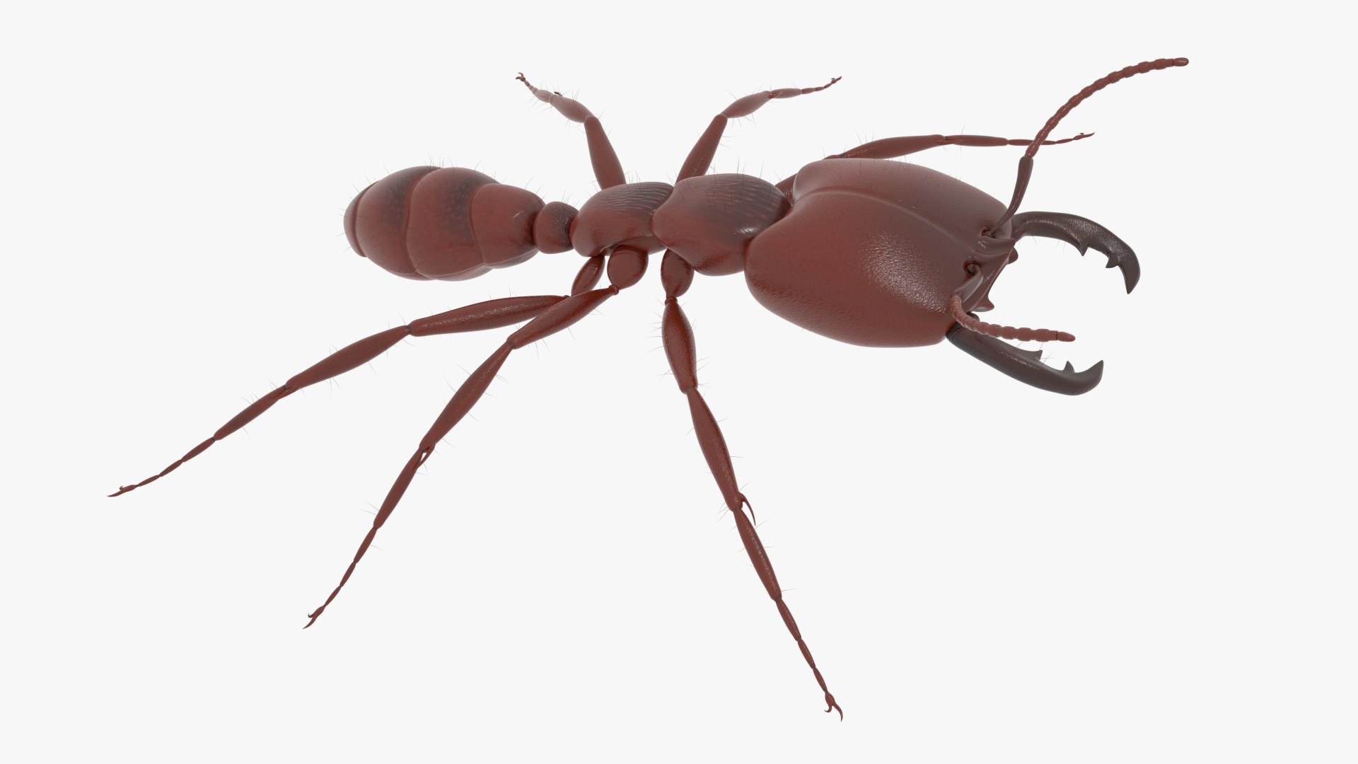 African Driver Ant Major 3D Model - TurboSquid 1836225