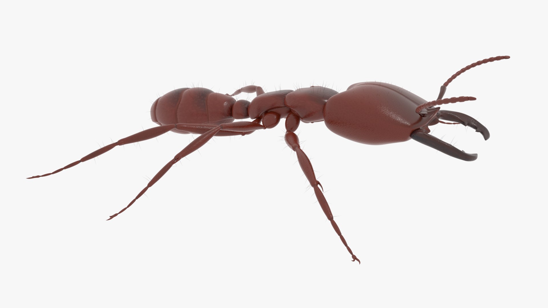 African Driver Ant Major 3D Model - TurboSquid 1836225