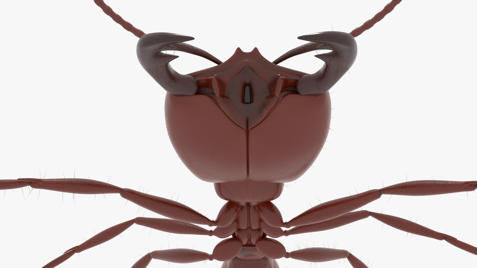 African Driver Ant Major 3D Model - TurboSquid 1836225