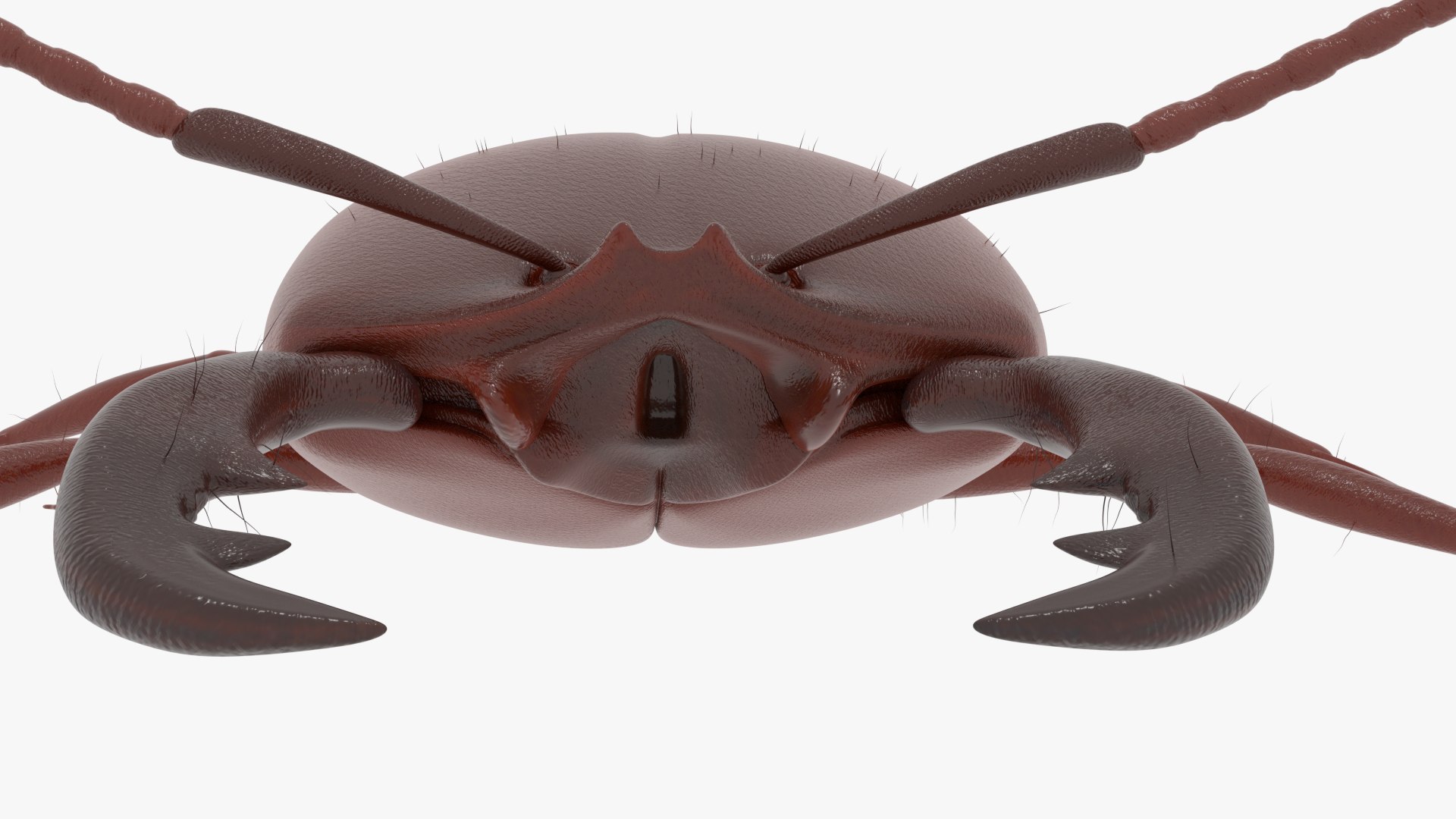 African Driver Ant Major 3D Model - TurboSquid 1836225