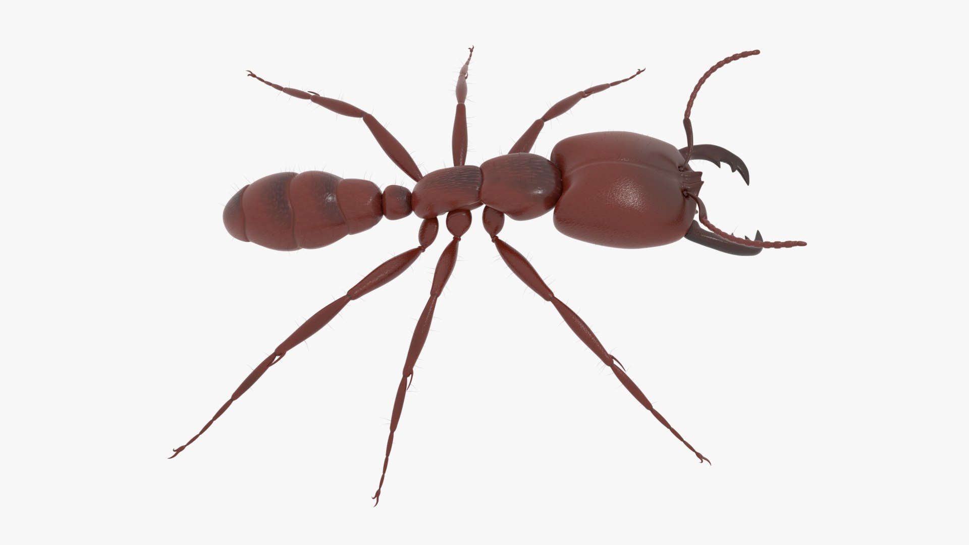 African Driver Ant Major 3D Model - TurboSquid 1836225