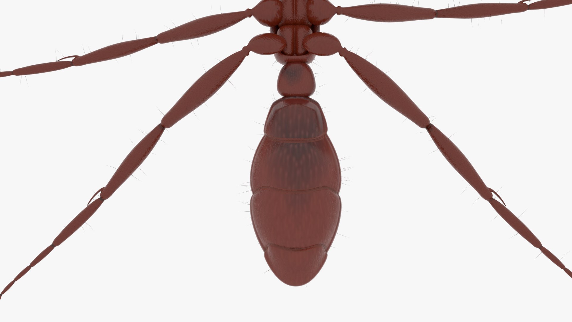 African Driver Ant Major 3D Model - TurboSquid 1836225