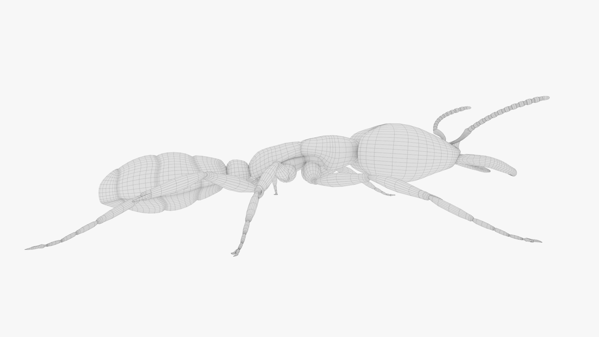 African Driver Ant Major 3D Model - TurboSquid 1836225