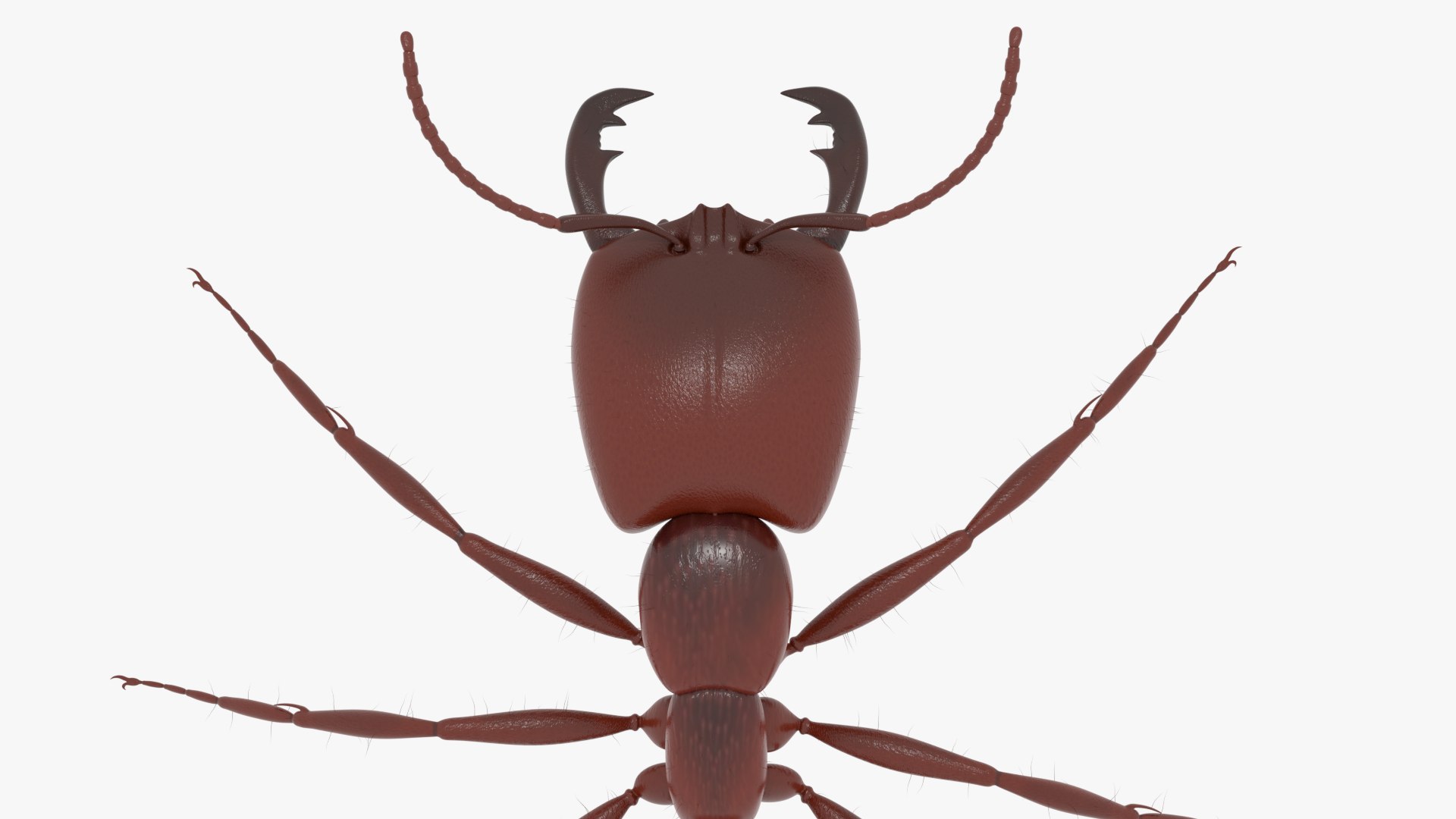 African Driver Ant Major 3D Model - TurboSquid 1836225