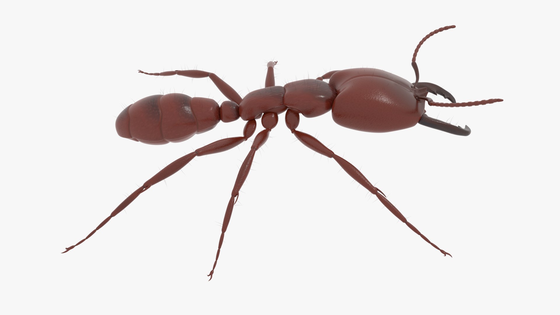 African Driver Ant Major 3D Model - TurboSquid 1836225
