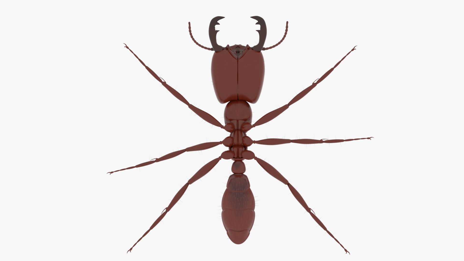 African Driver Ant Major 3D Model - TurboSquid 1836225