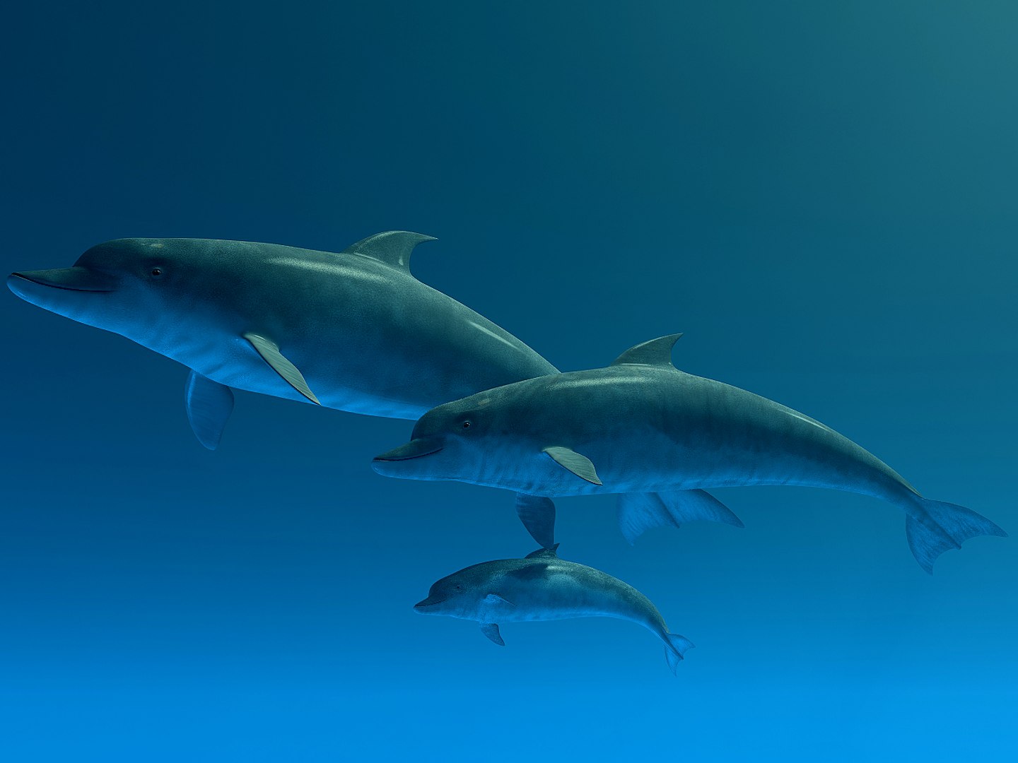 Bottlenose Dolphin Rig 3d Lw