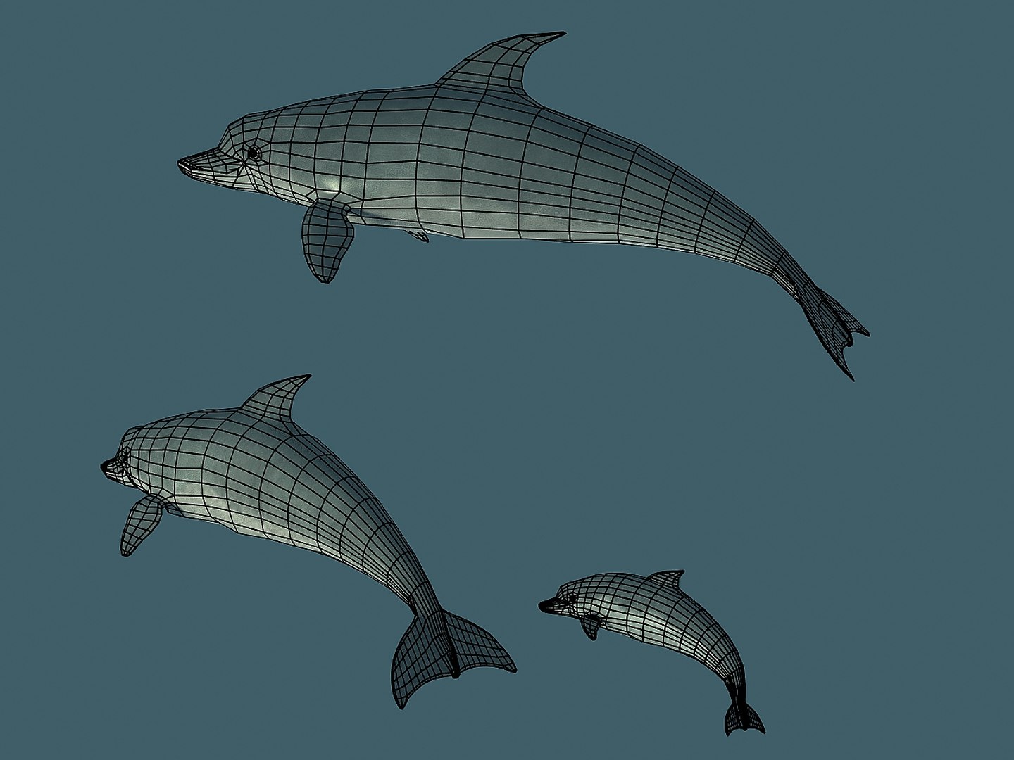 Bottlenose Dolphin Rig 3d Lw
