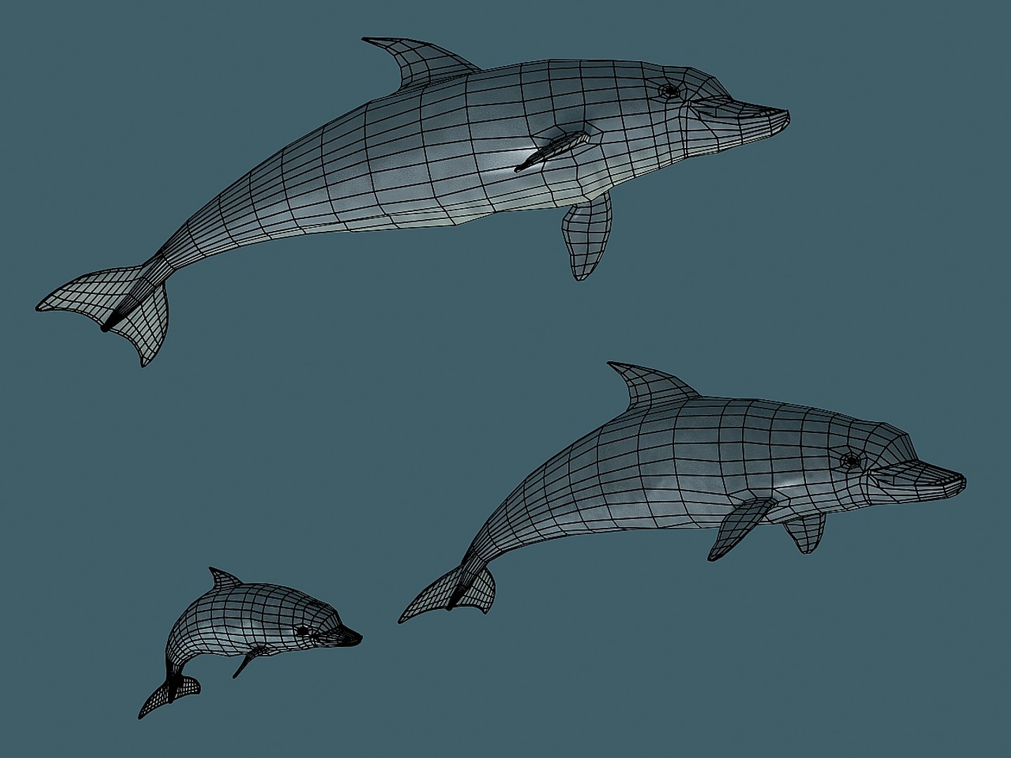 Bottlenose Dolphin Rig 3d Lw