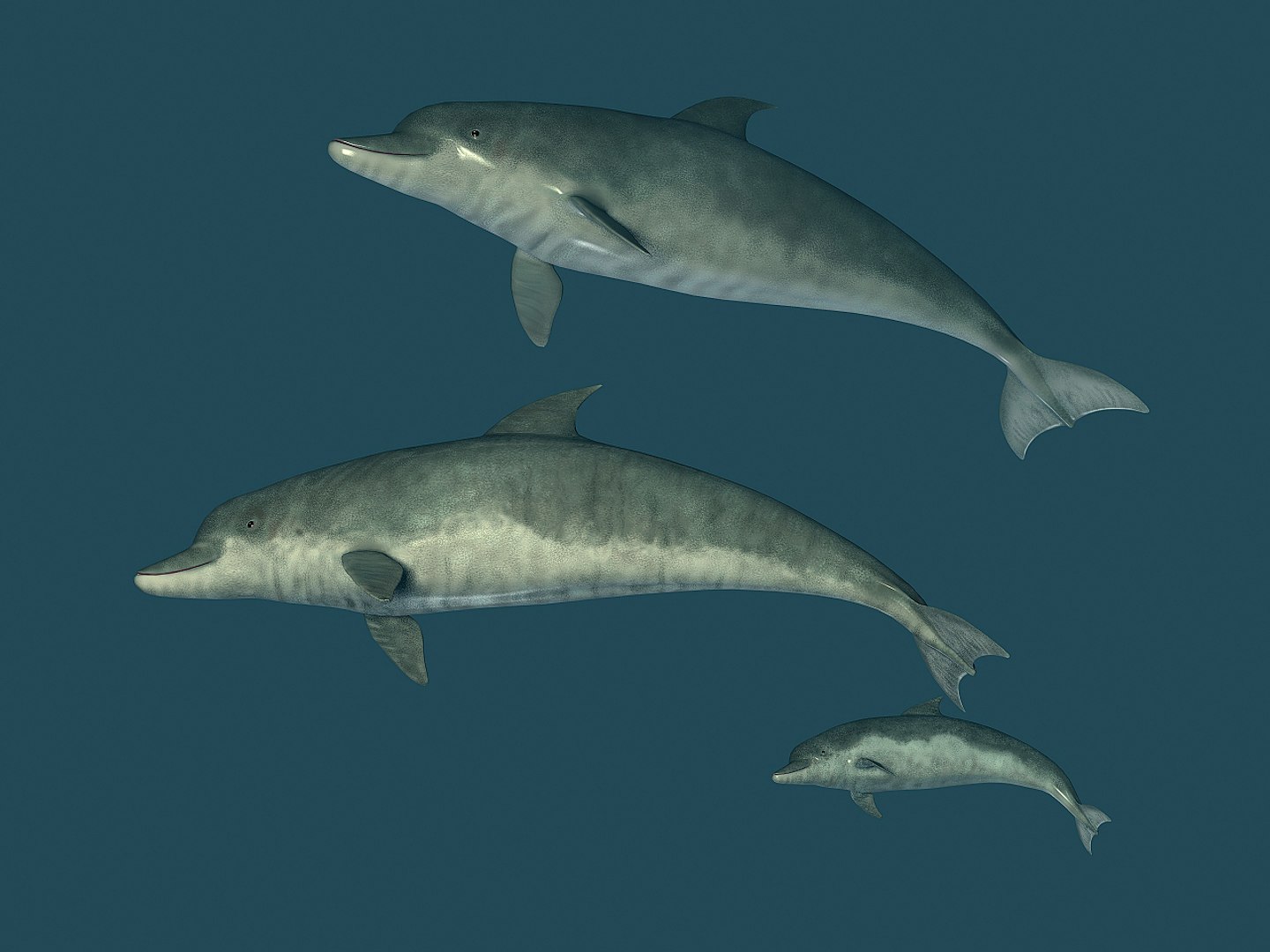 Bottlenose Dolphin Rig 3d Lw