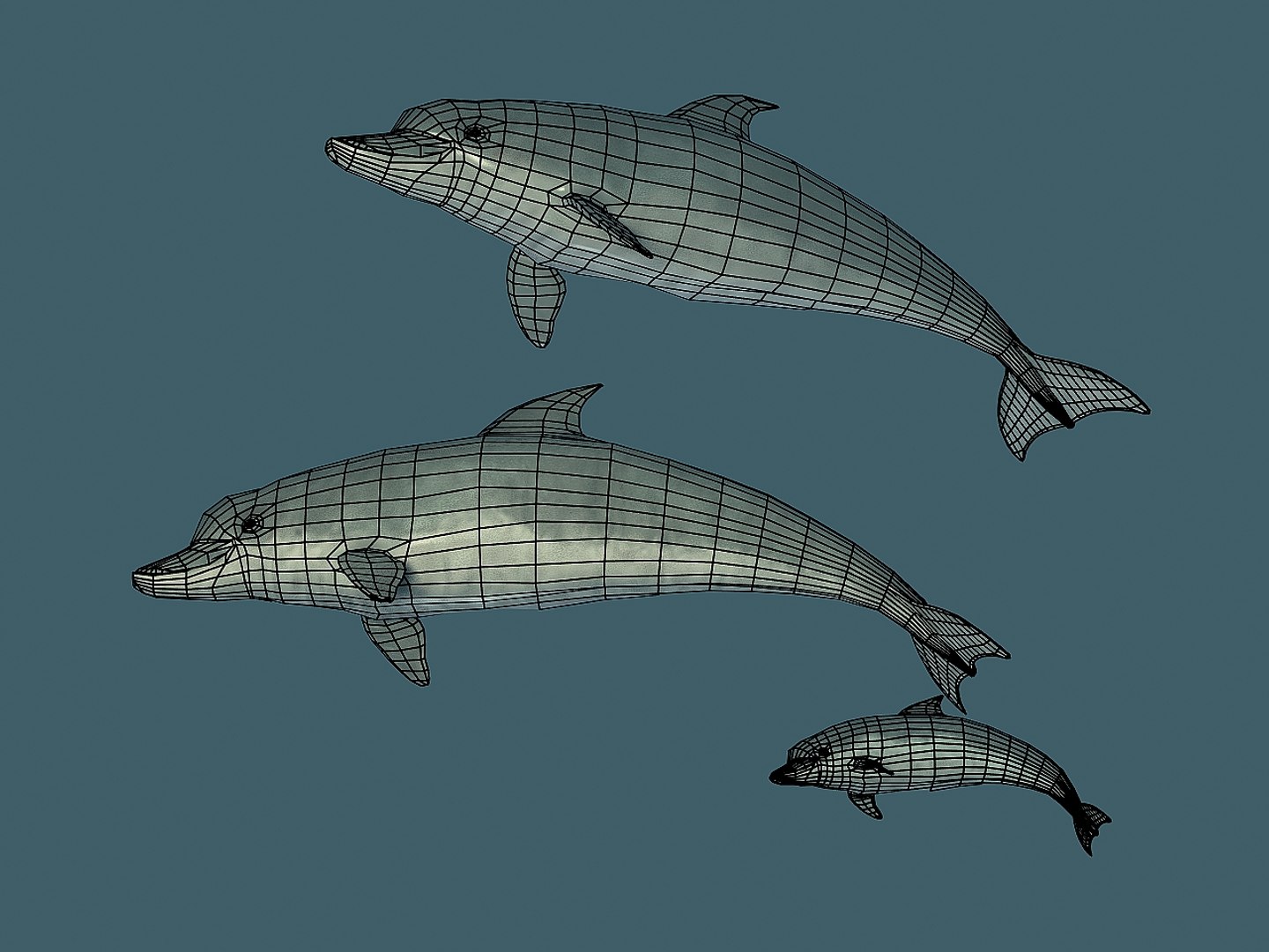 Bottlenose Dolphin Rig 3d Lw
