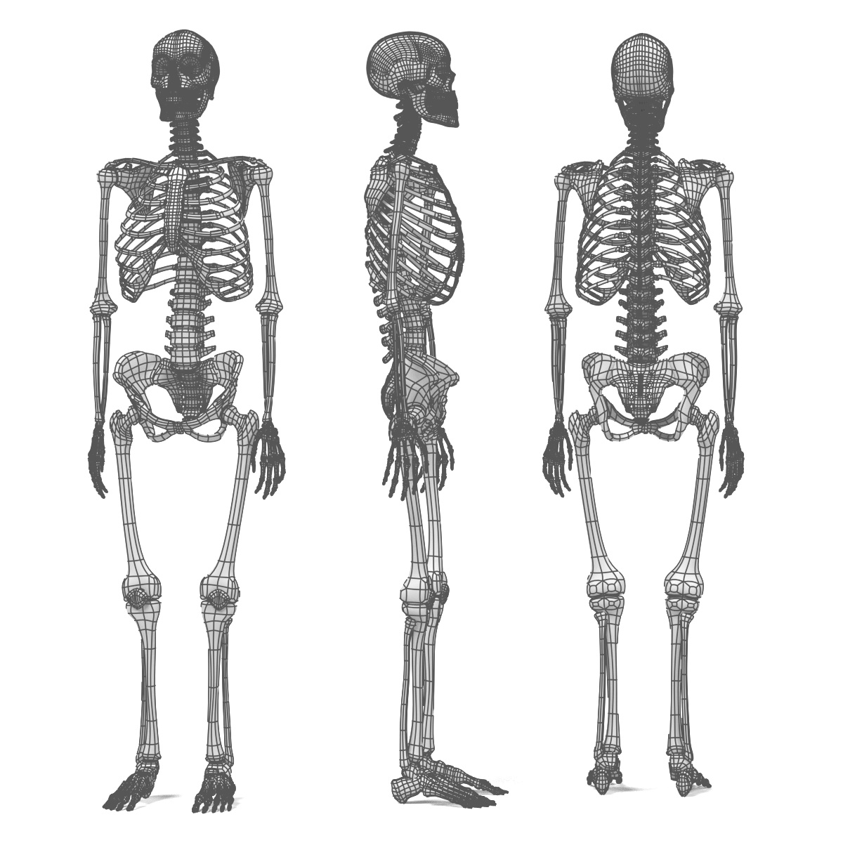 3d model female skeleton