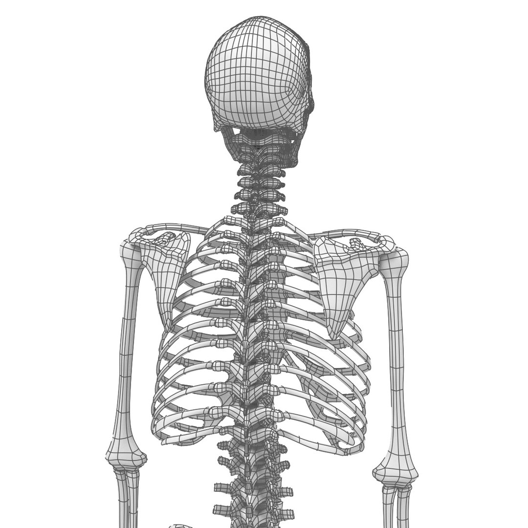 3d Model Female Skeleton