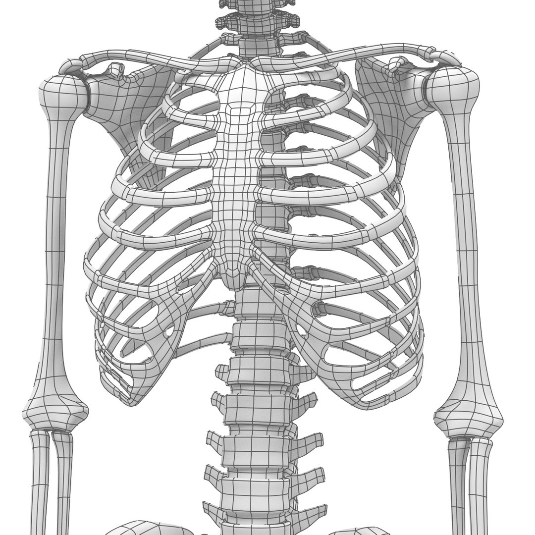 3d Model Female Skeleton