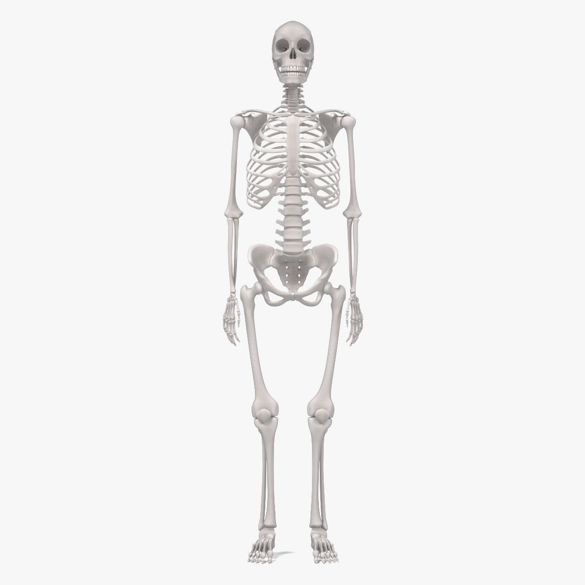3d model female skeleton