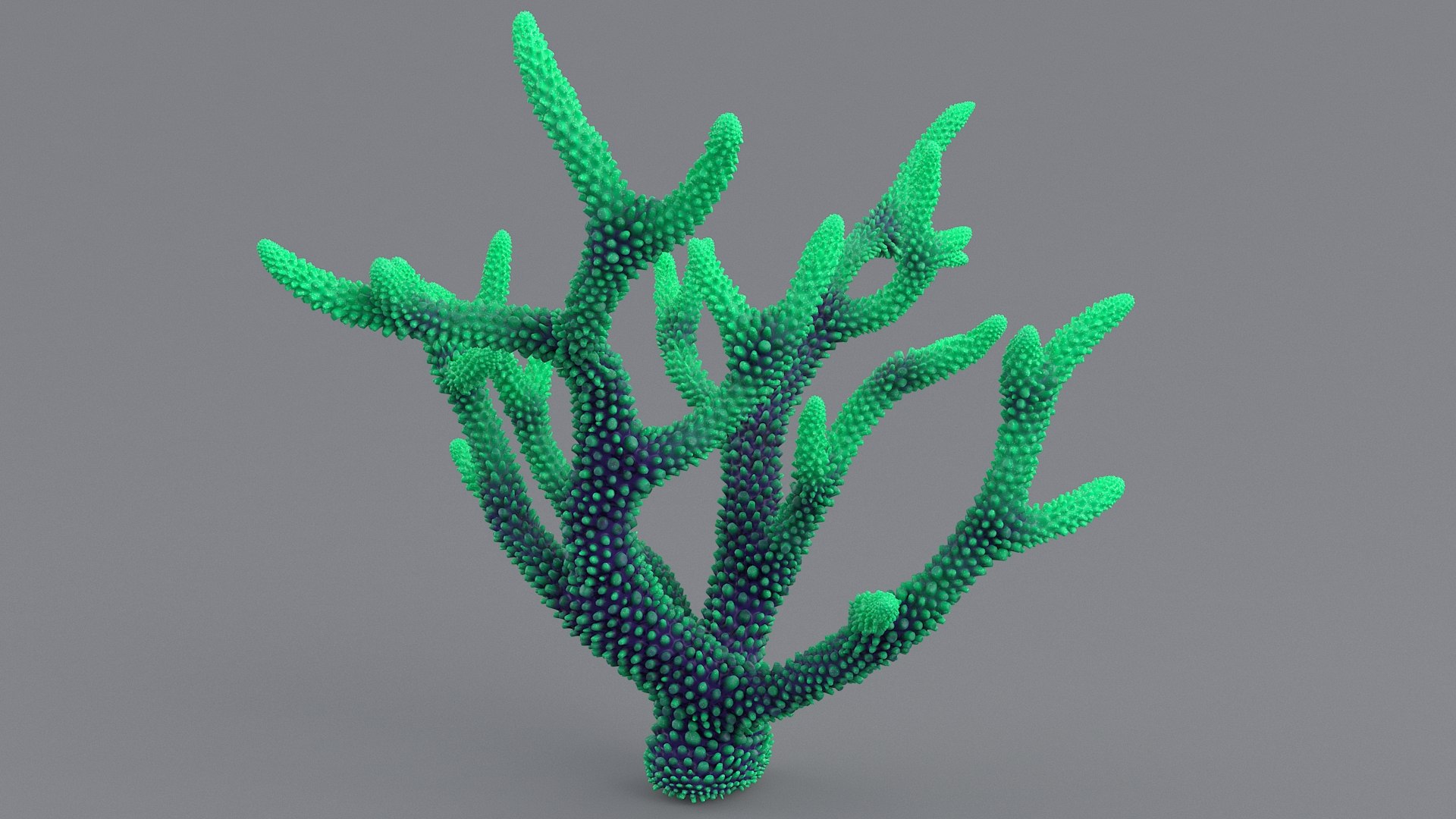 3D Coral 4 M - TurboSquid 1582061