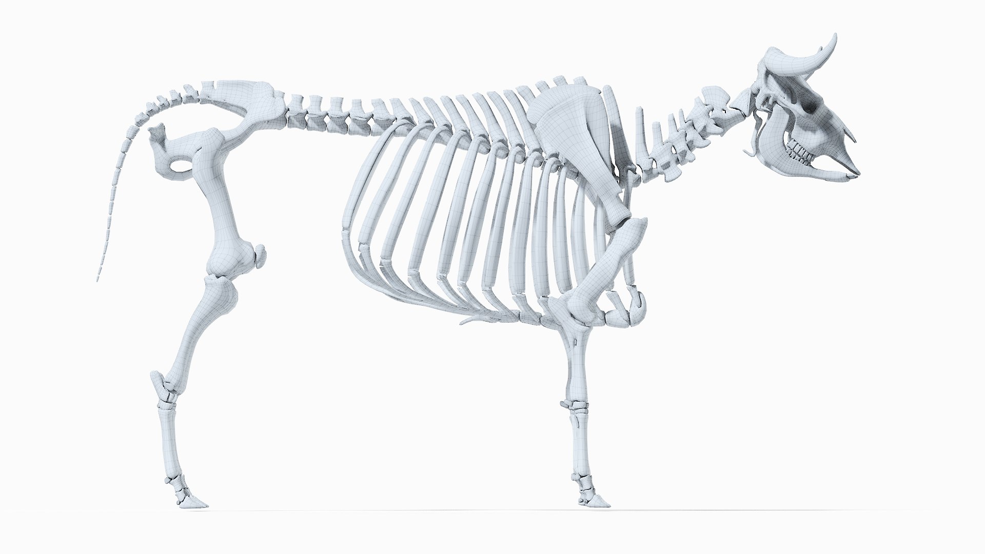 Bull Body, Skeleton and Muscles Static 3D model - TurboSquid 1723845