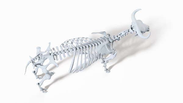 Bull Body, Skeleton and Muscles Static 3D model - TurboSquid 1723845
