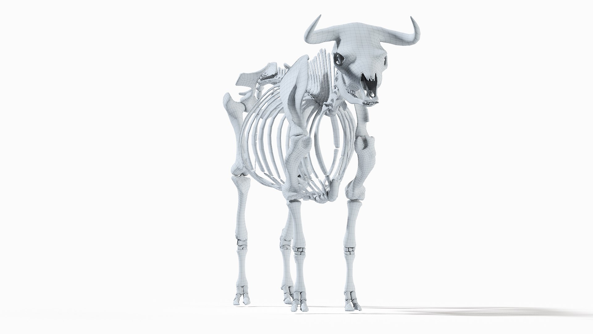 Bull Body, Skeleton and Muscles Static 3D model - TurboSquid 1723845