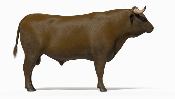 modelo 3d Cuerpo de toro, esqueleto y músculos estáticos - TurboSquid ...