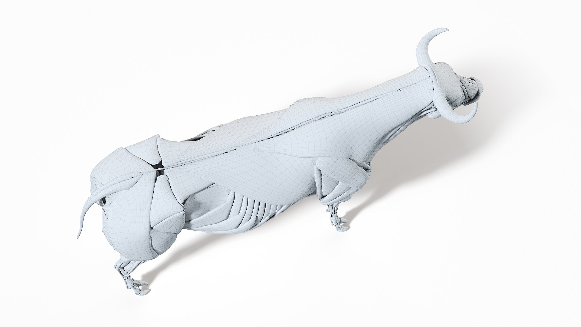 Bull Body, Skeleton and Muscles Static 3D model - TurboSquid 1723845