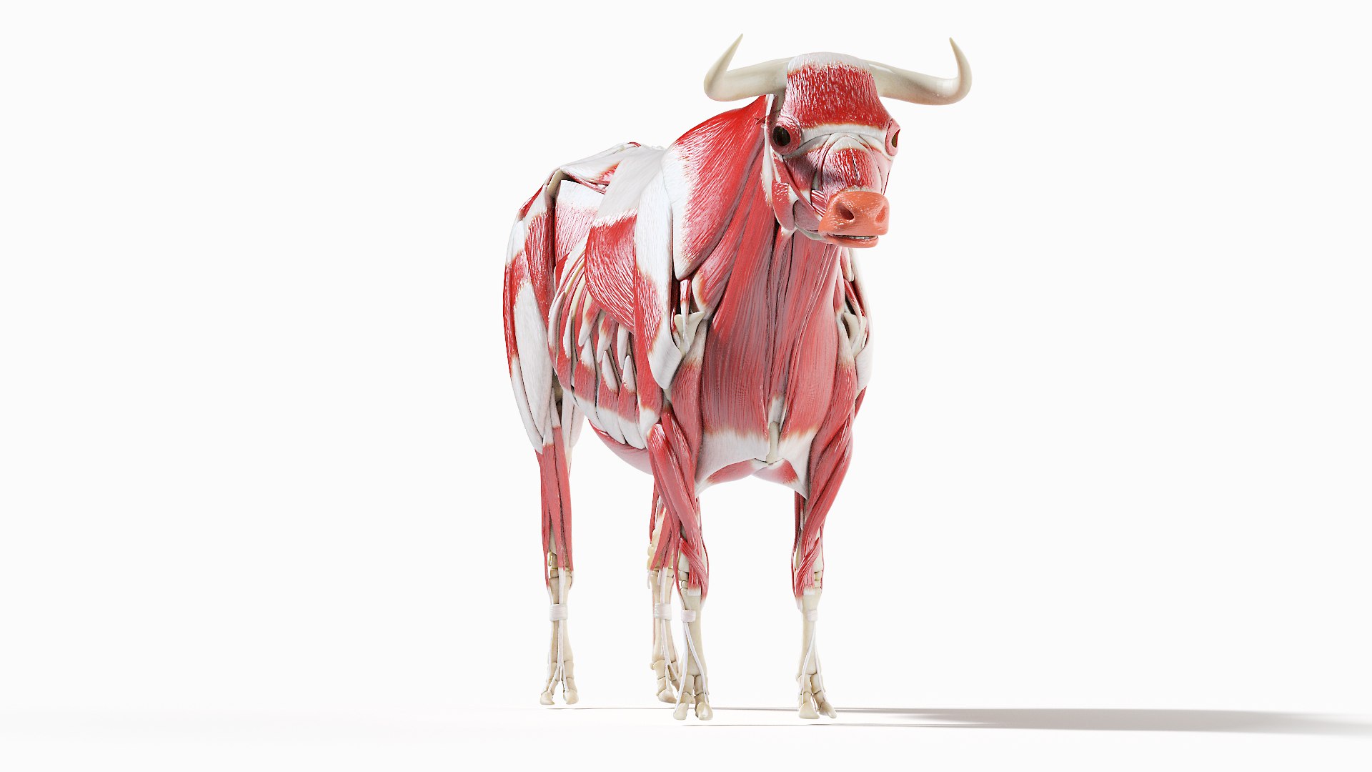 Bull Body, Skeleton and Muscles Static 3D model - TurboSquid 1723845